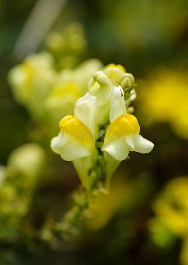 Common Toadflax or Yellow Toadflax or Butter-and-eggs Linaria Vulgaris ...