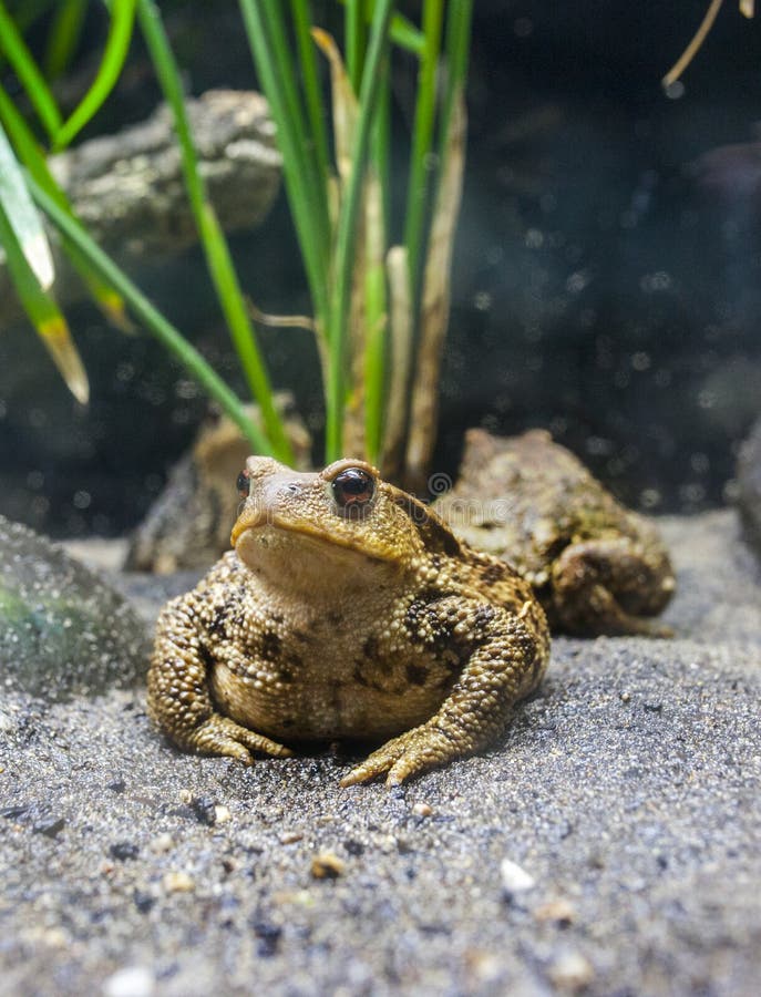 Common Toads or European Toads Stock Image - Image of animal, marshes ...