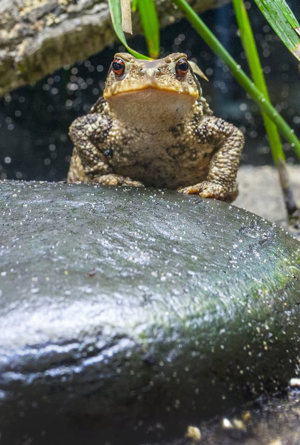 Common Toads or European Toads Stock Photo - Image of bufo, shrubby ...