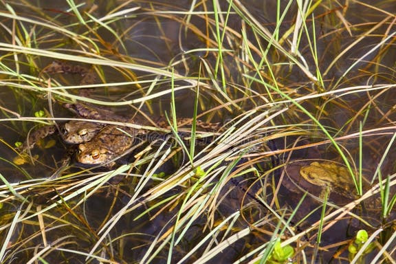 Common Toads Spawning in Springtime Stock Image - Image of wild, plants ...