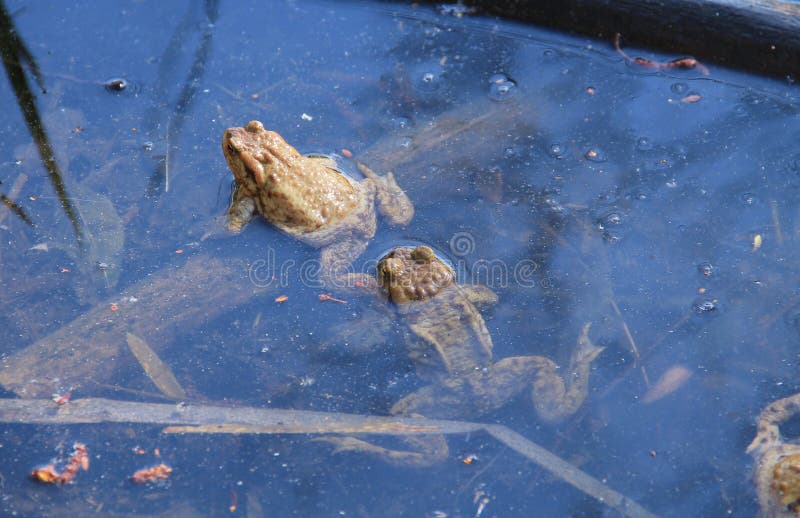 Common toads stock photo. Image of fauna, european, toads - 147196302