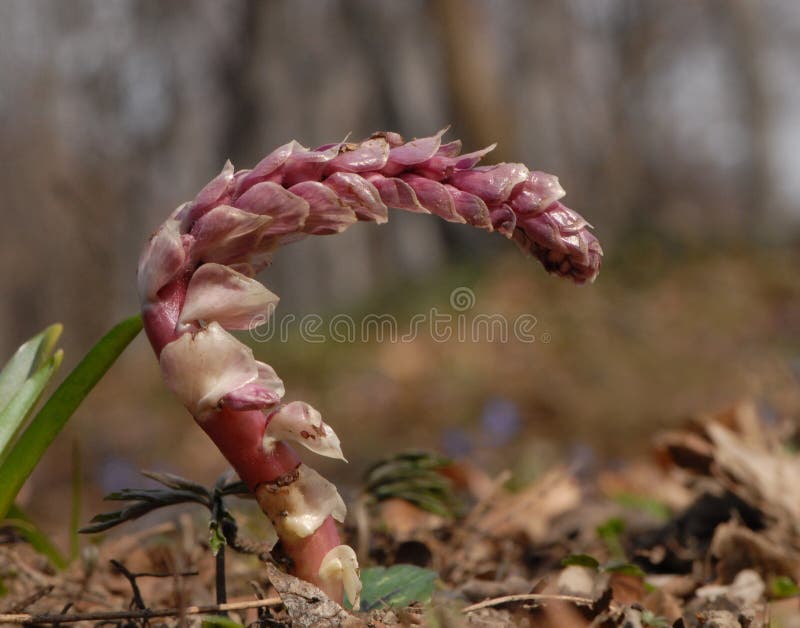 Common toothwort plant stock photo. Image of small, squamaria - 40743840