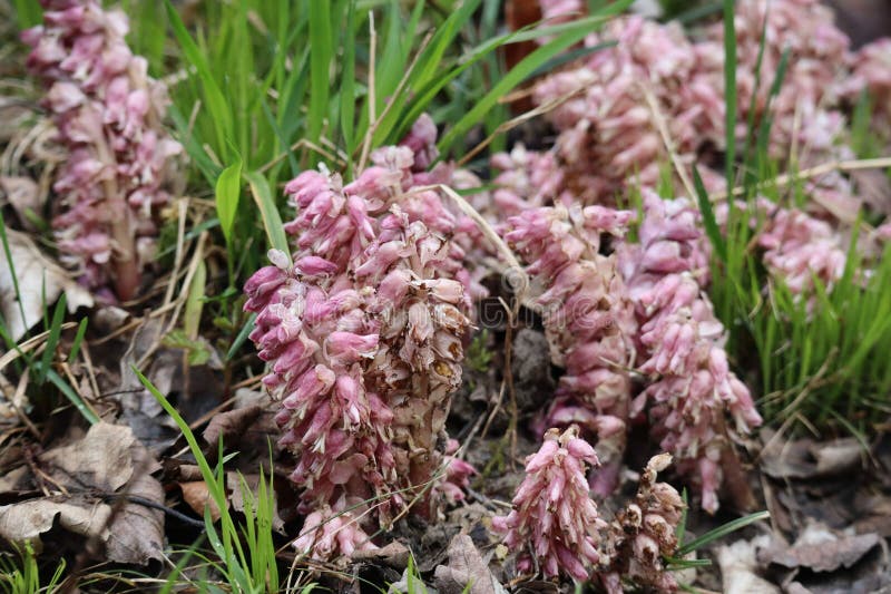 Common Toothwort stock photo. Image of plant, forest - 276409514
