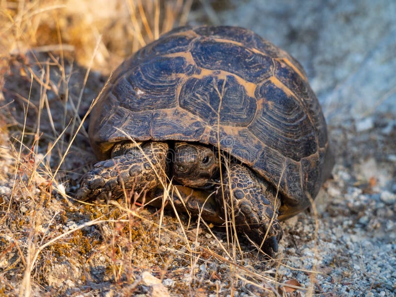 Common tortoise stock photo. Image of lesvos, grass - 185886184