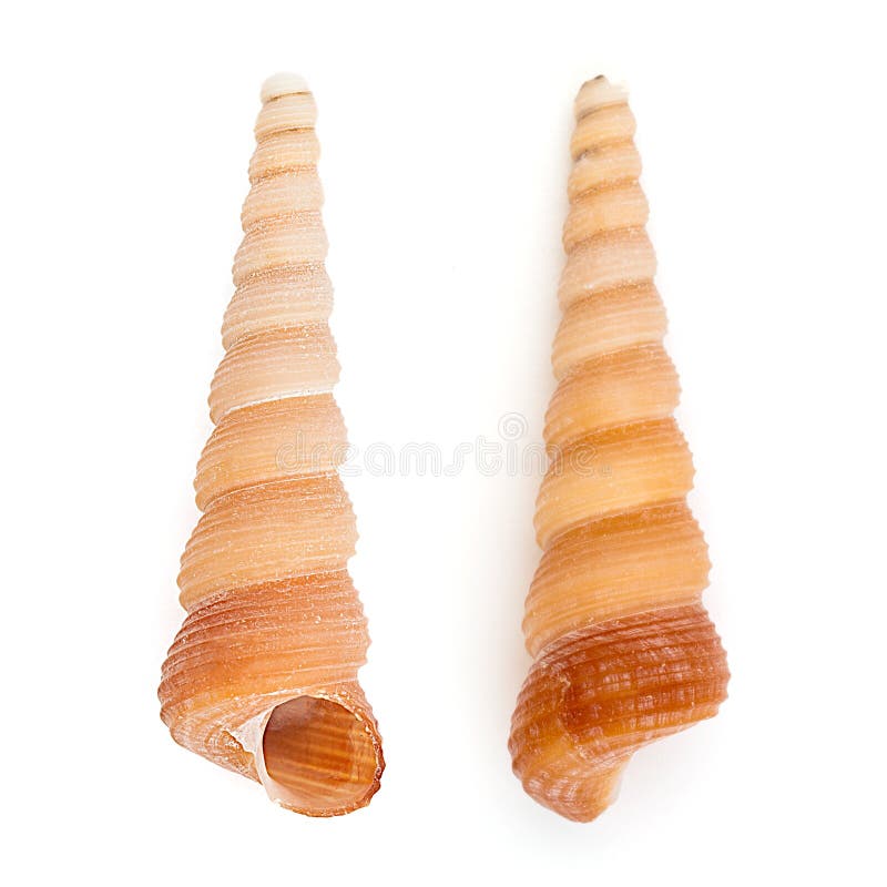 Common Tower Shell (Turritella Communis) Stock Photo - Image of ocean ...