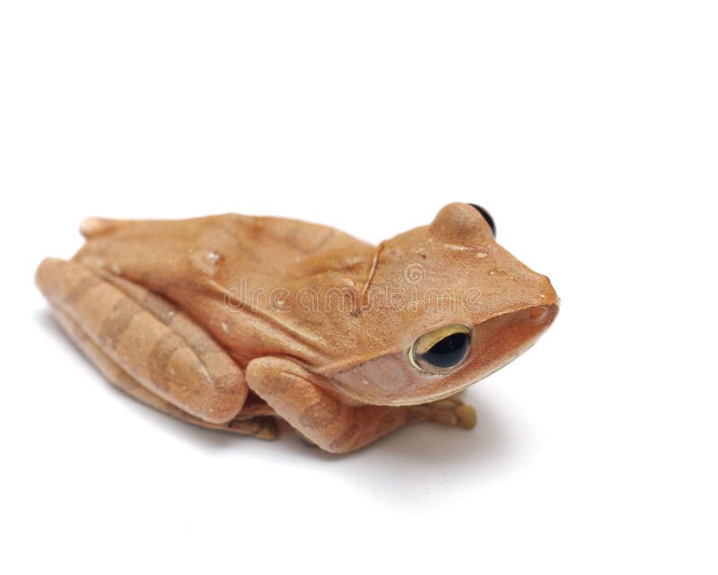 Common Tree Frog stock image. Image of wildlife, white - 38690335