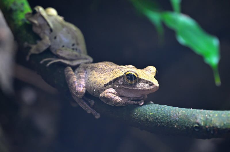 Common Tree Frog, Four-lined Tree Frog, Golden Tree Frog Stock Image - Image of branch, asie ...