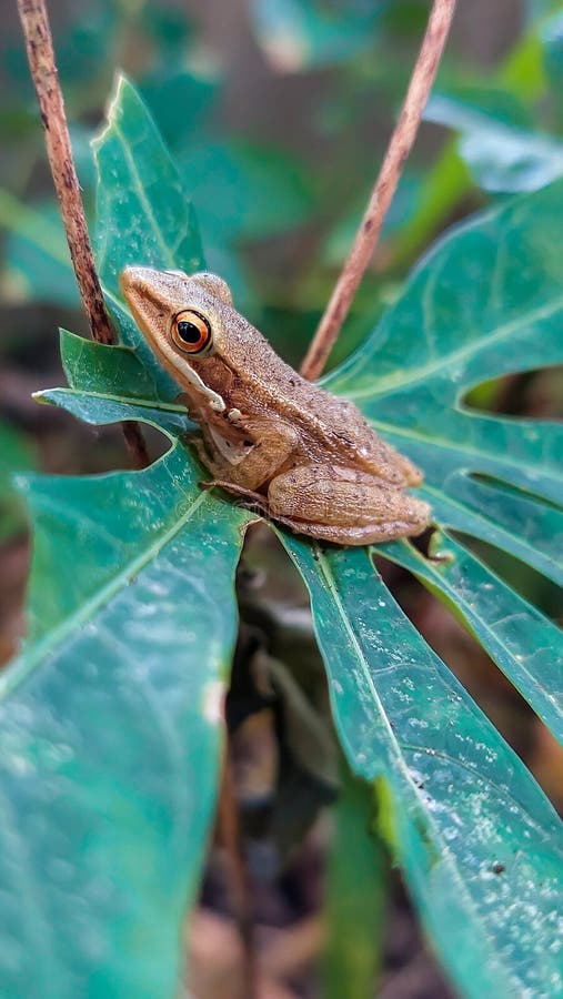 Common Tree Frog with Golden Eye on Cassava Leaf Stock Image - Image of ...