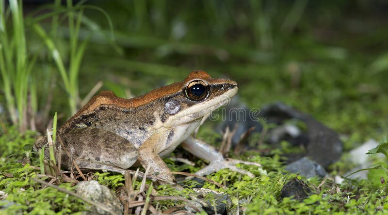 Common Tree Frog, Golden Tree Frog, Beautiful Frog, Frog on Grass Stock ...