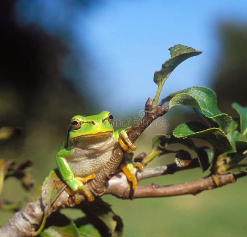 Common tree frog stock photo. Image of park, tree, climb - 87877356