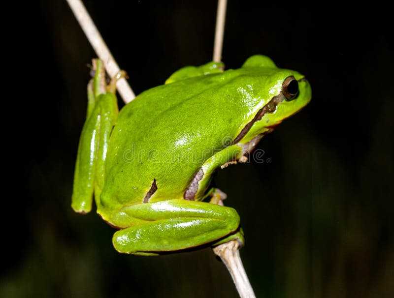 Common Tree Frog Hyla Arborea Stock Photo - Image of rare, endangered ...