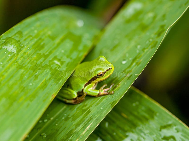 Common Tree Frog Hyla Arborea Stock Photo - Image of bush, arborea ...