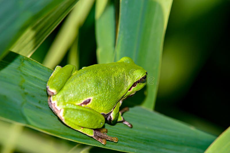 Common Tree Frog Hyla Arborea Stock Photo - Image of tree, hyla: 202340258