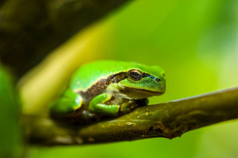 Common Tree Frog Hyla Arborea Stock Photo - Image of endangered, frog ...