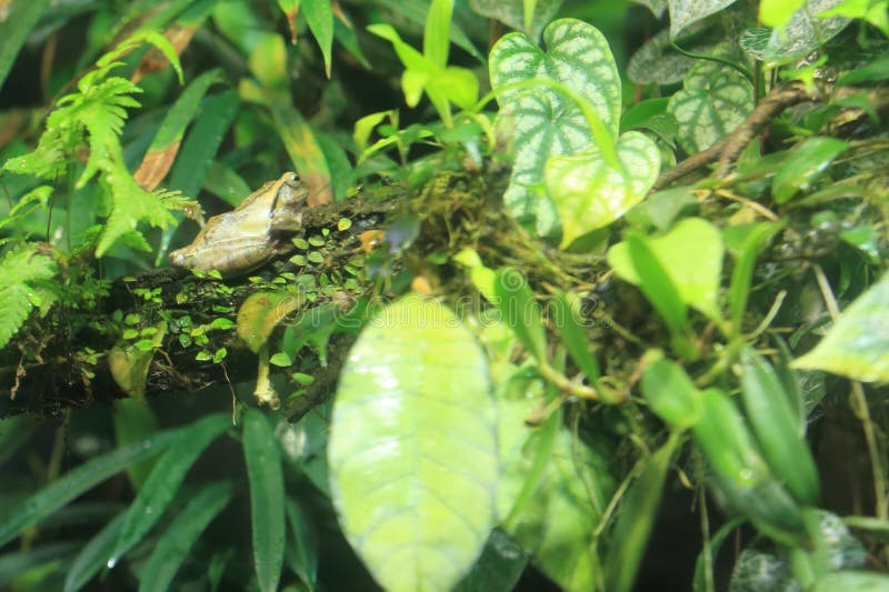 Common tree frog stock photo. Image of insect, fruit - 268999924