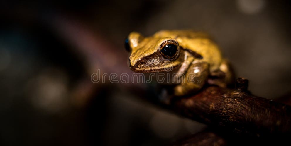 Common tree frog in nature stock image. Image of outdoors - 366999827