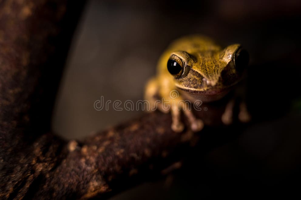 Common tree frog in nature stock image. Image of outdoors - 366999833