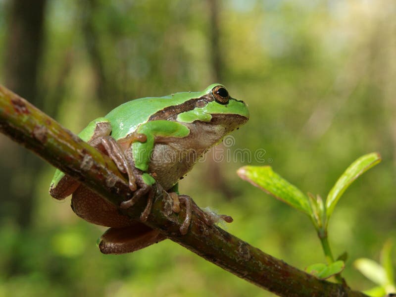 Common tree frog stock photo. Image of branch, park, closeup - 87877508