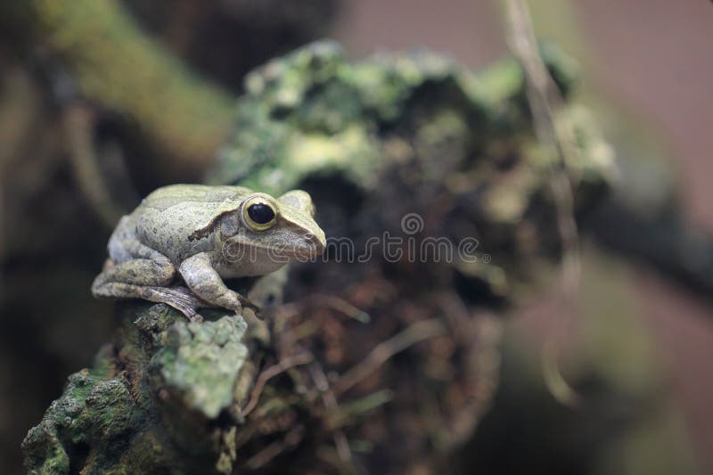 Common tree frog stock image. Image of common, juvenile - 311966853