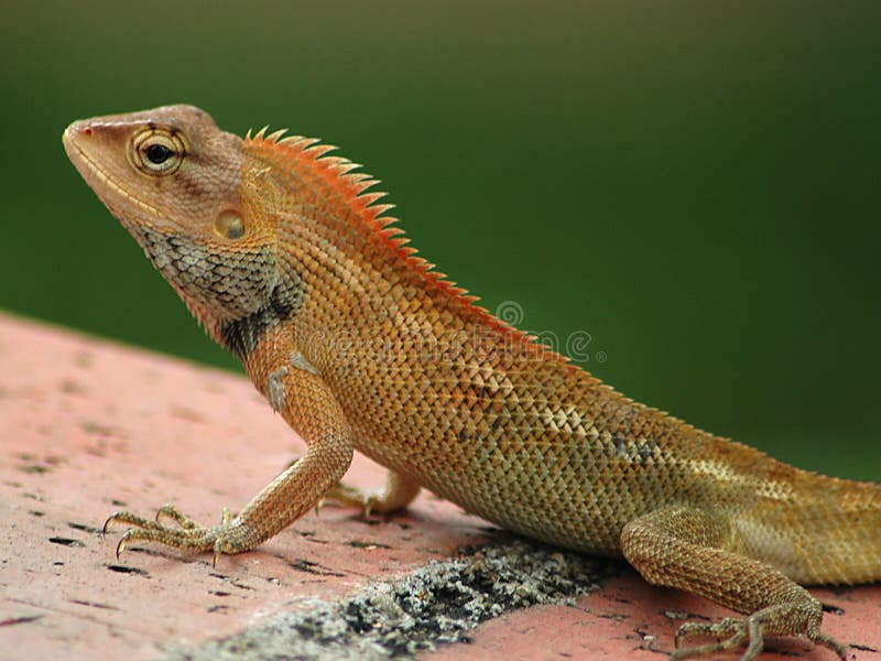 Common Tree Lizard stock photo. Image of wild, rainforest - 87426