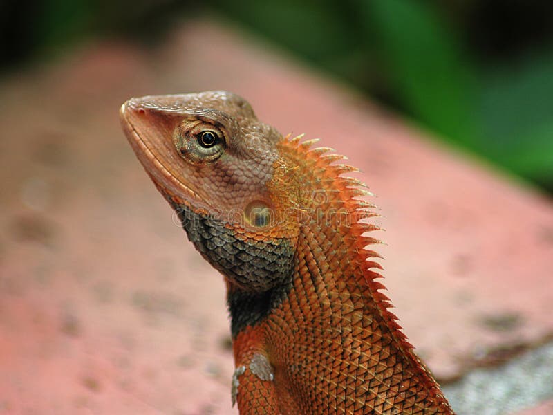 Monkey lizard stock photo. Image of chameleon, insectivore - 16168814