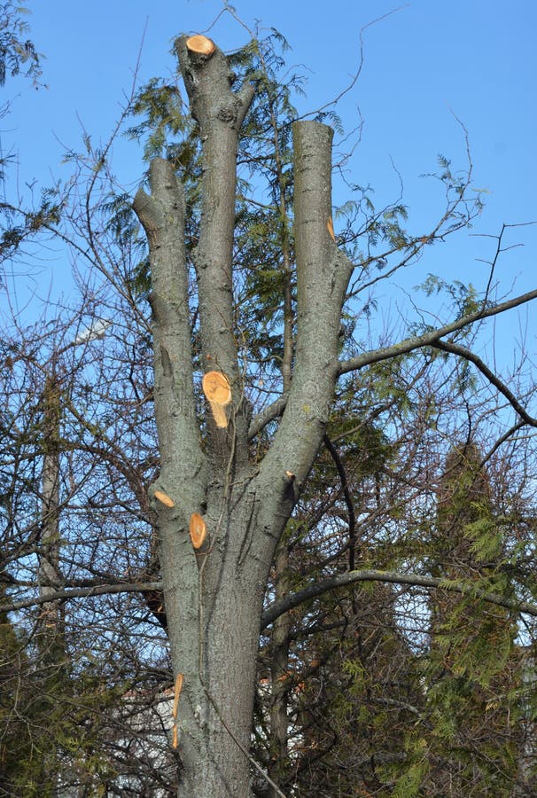 Common Tree Pruning Mistake. Cutting Tree Branches. Bad Tree Branches ...