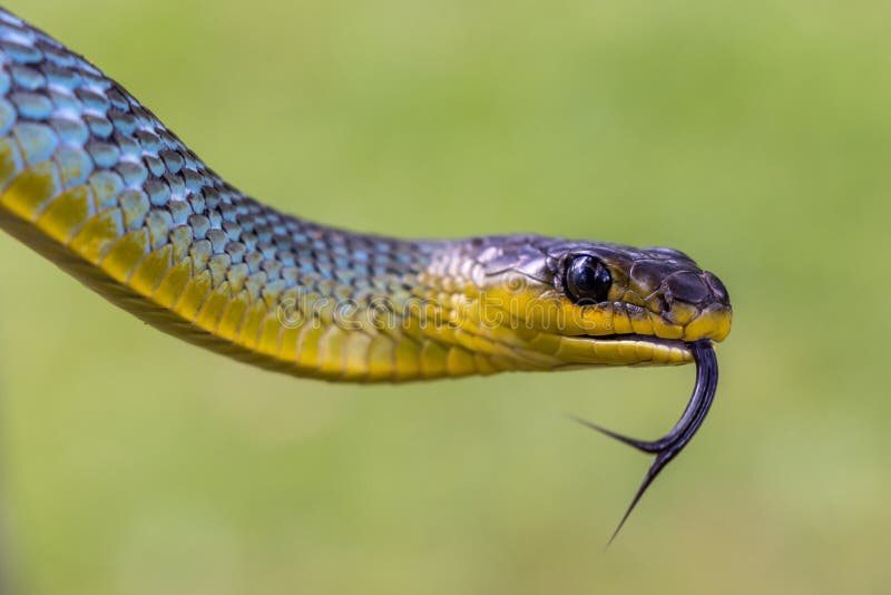 Common Tree Snake stock photo. Image of dendrelaphis - 232798686