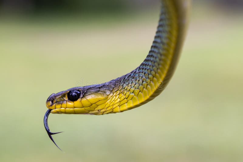 348 Australian Tree Snake Stock Photos - Free & Royalty-Free Stock ...