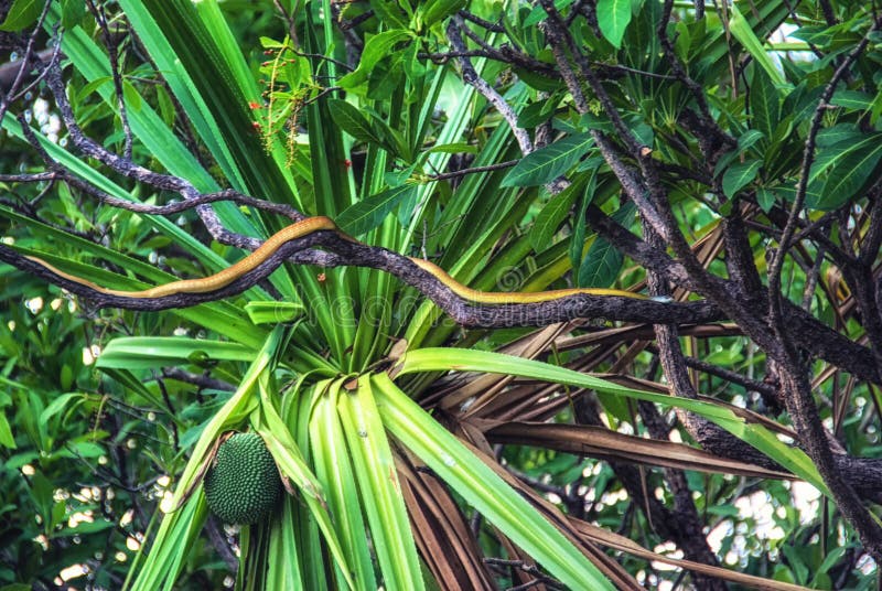 Common tree snake stock image. Image of eyes, common - 192438771
