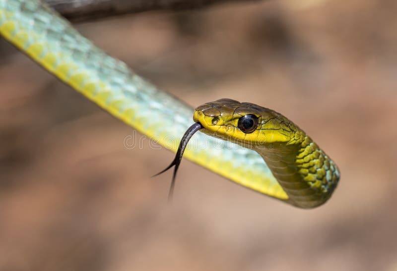 Common Tree Lizard stock photo. Image of wild, rainforest - 87426
