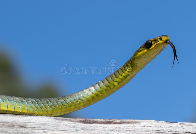 Common Tree Snake stock image. Image of herp, flickering - 189986969