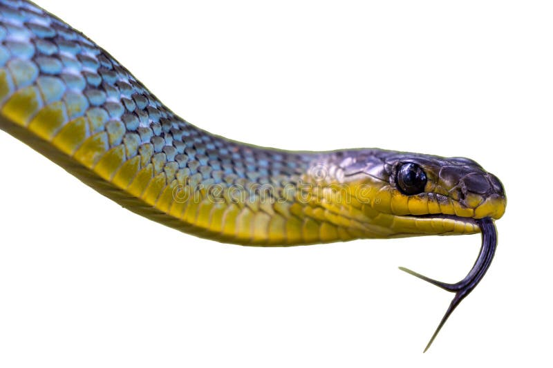 Common Tree Snake stock photo. Image of dendrelaphis - 232798686