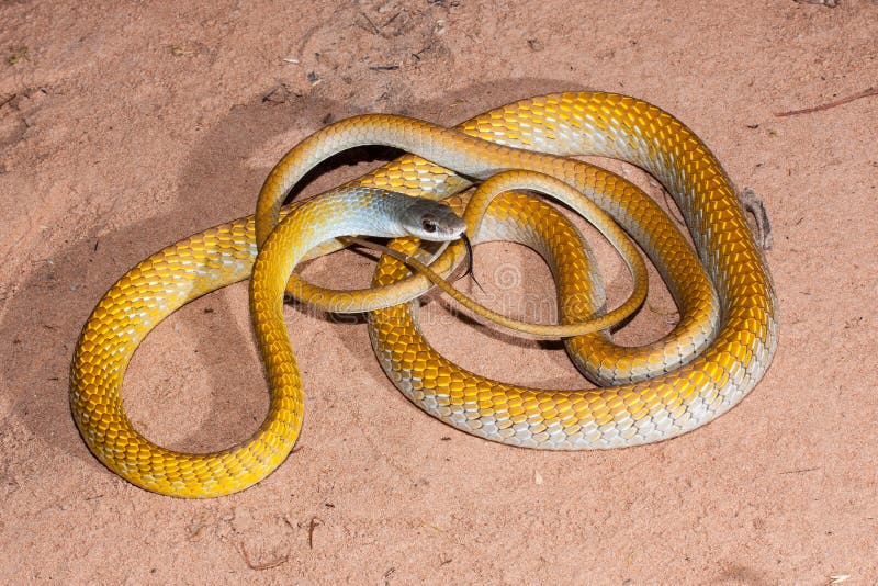 Common Tree Snake stock image. Image of colubrid, form - 189381541