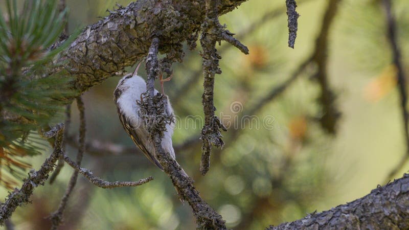 Common Treecreeper on the Branch of a Stone Pine in the High Mountains ...