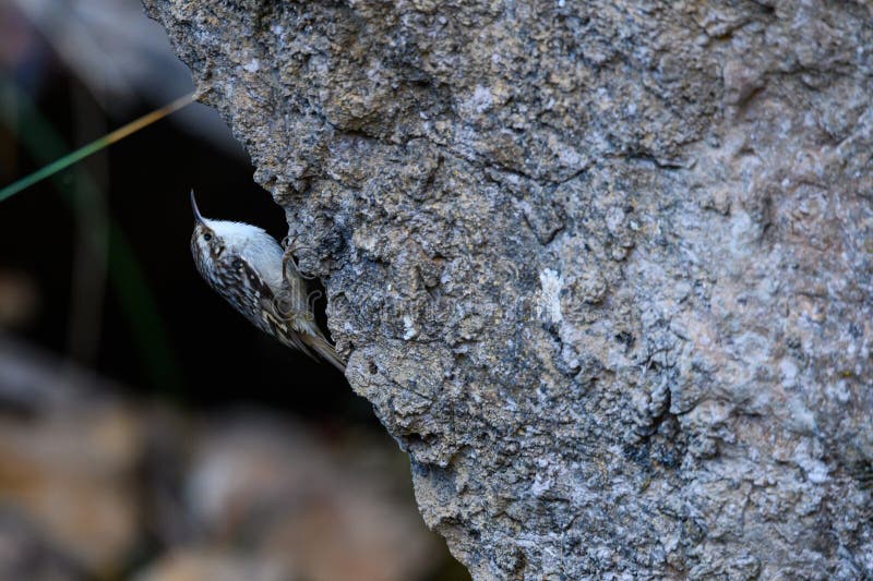 Common Treecreeper or Certhia Brachydactyla, Standing on a Rock Wall ...