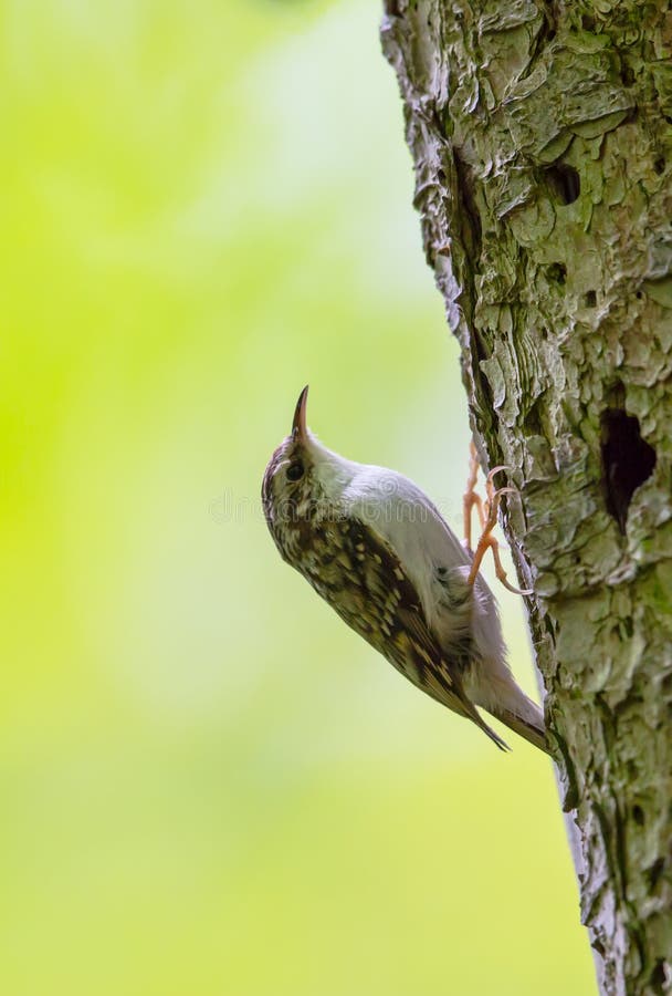 Common treecreeper stock image. Image of climbing, beak - 70054535