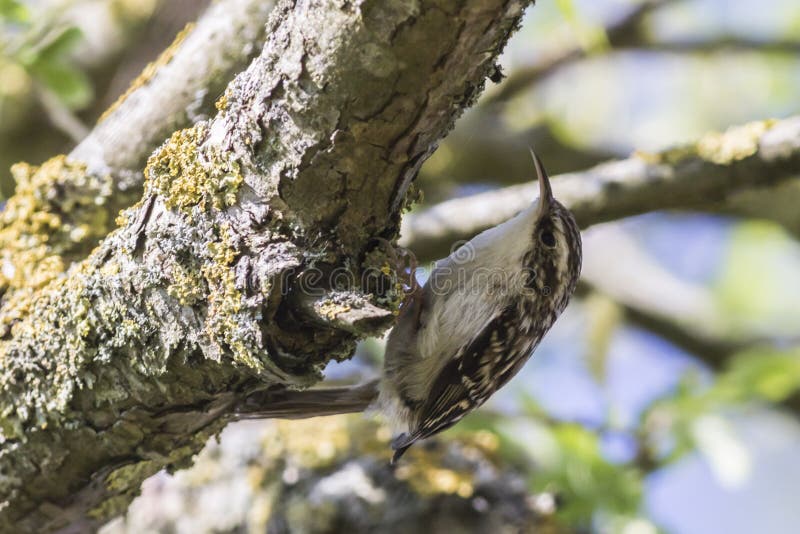 Common Treecreeper Certhia Familiaris Stock Image - Image of fauna ...