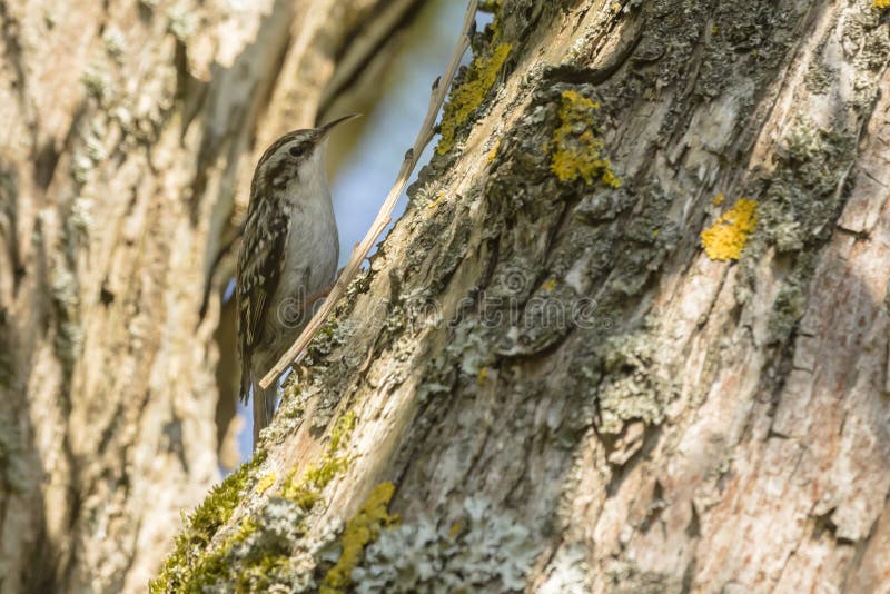 Common Treecreeper Certhia Familiaris Stock Image - Image of branchlet ...