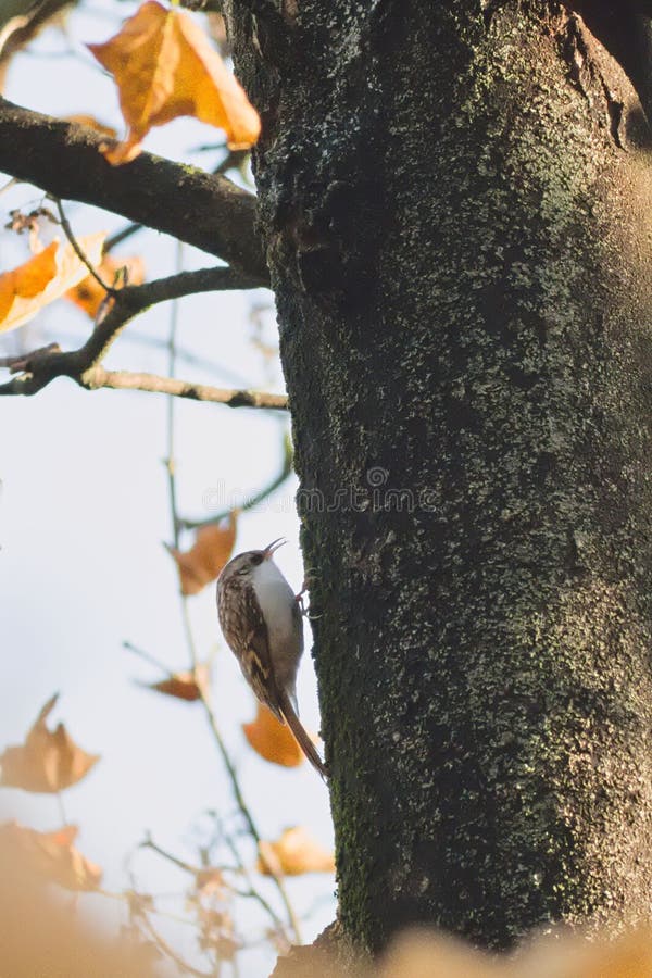 Common Treecreeper (Certhia Familiaris) on a Tree Stock Photo - Image ...
