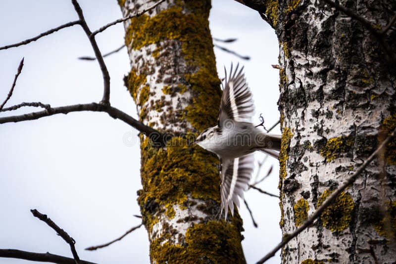 Common Treecreeper Flies Off the Tree Trunk with Orange Lichen Stock ...