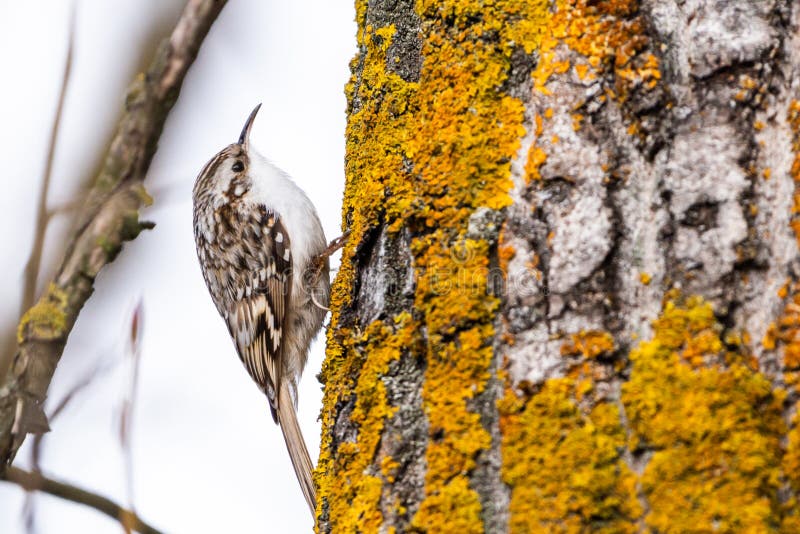 Common Treecreeper Sits on the Tree Trunk with Orange Lichen Stock ...
