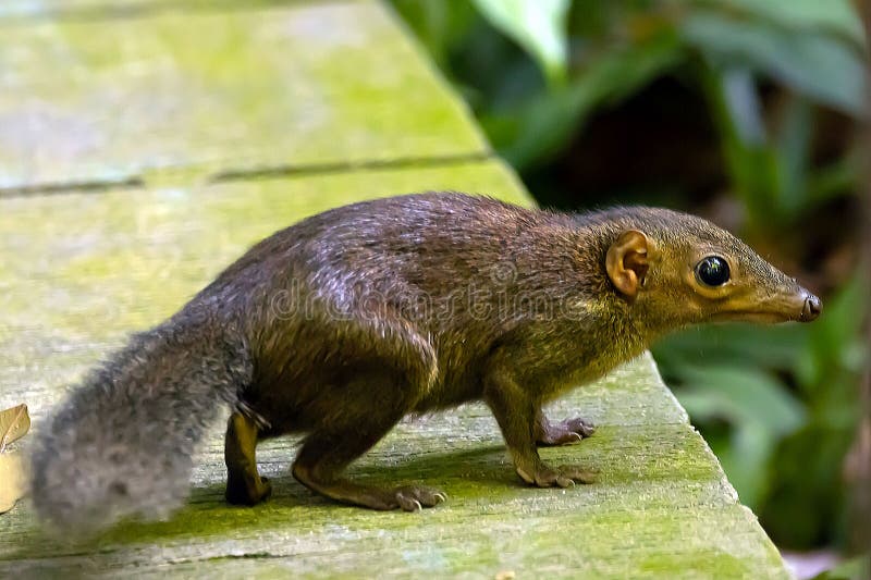 Common Treeshrew, Tupaia Glis Stock Image - Image of cute, white: 282430917