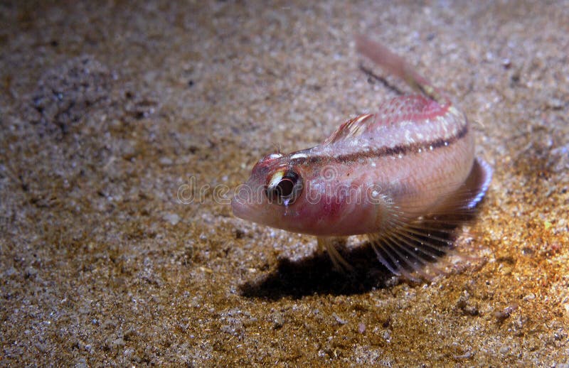 Common Triple fin stock image. Image of underwater, fish - 16618653