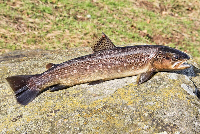 Common trout stock image. Image of animal, brown, natural - 24694859