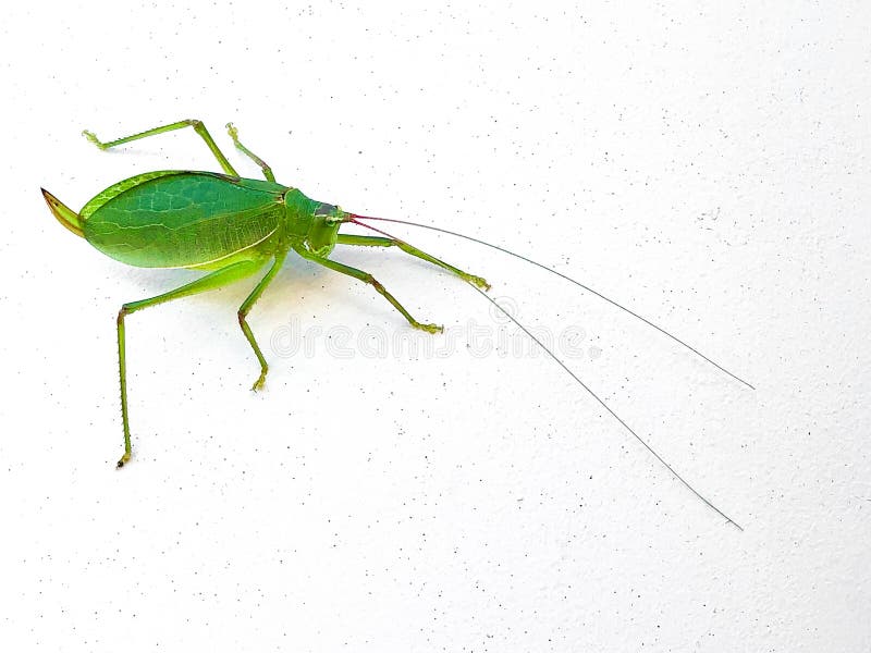 True Katydid White Background Stock Photos - Free & Royalty-Free Stock ...