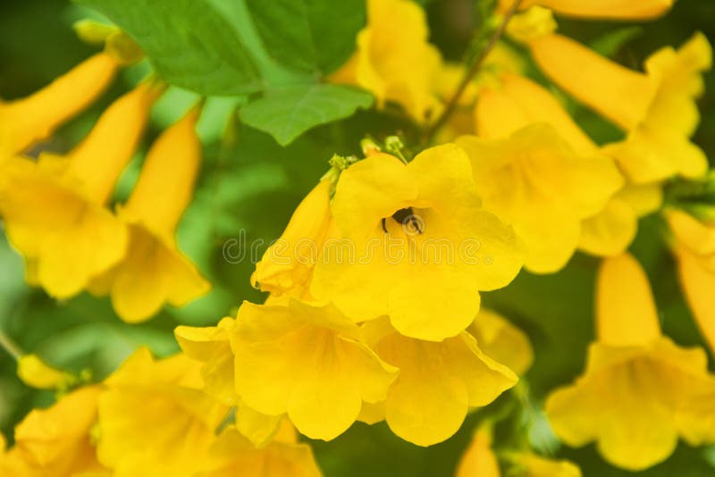 Common Trumpet Creeper Variety Flava Stock Photo - Image of radicans ...