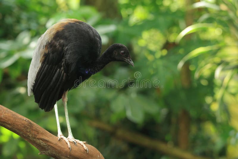 Common trumpeter stock image. Image of animal, crepitans - 121879011