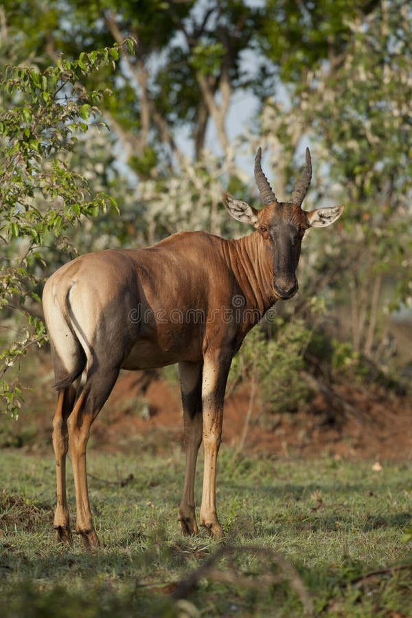 Common Tsessebe stock photo. Image of damaliscus, tsessebe - 30346606