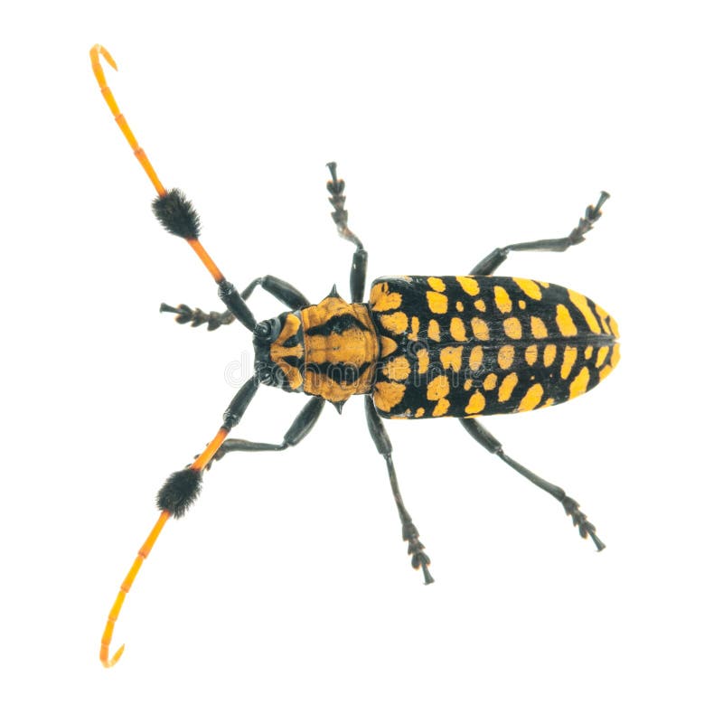 Common Tuft-bearing Longhorn (Aristobia Approximator) Stock Image ...