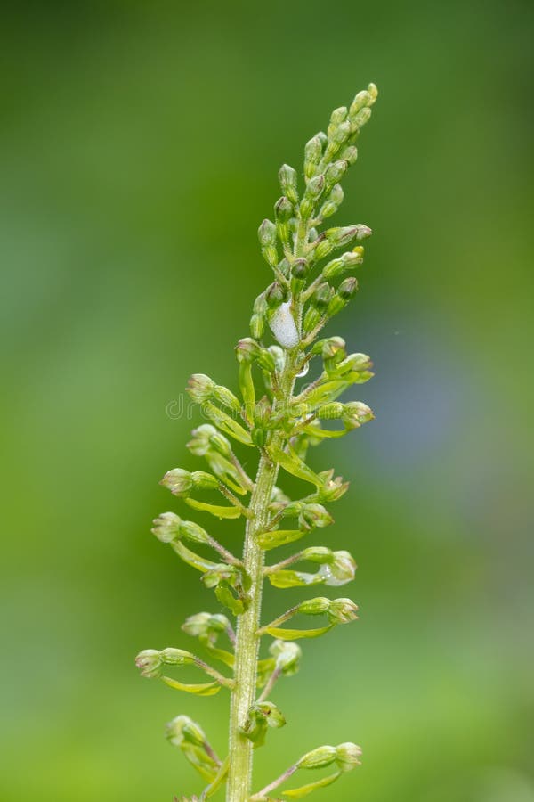 Common Twayblade (neottia Ovata) Orchid Stock Photo - Image of natural ...